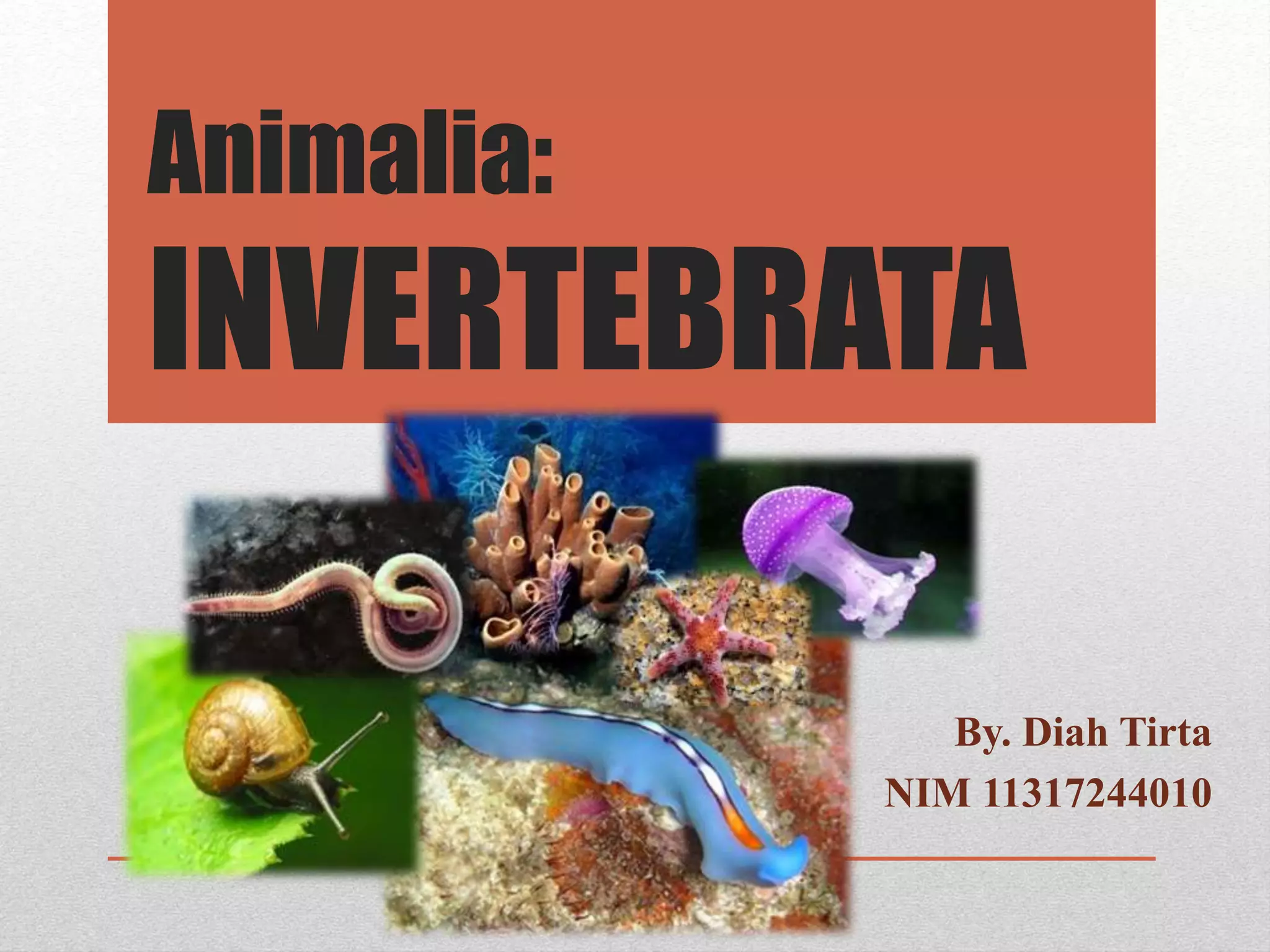 PPT INVERTEBRATA | PPTX