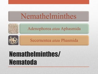 PPT INVERTEBRATA | PPTX