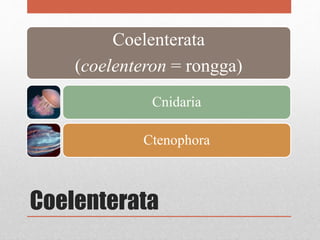 PPT INVERTEBRATA | PPTX