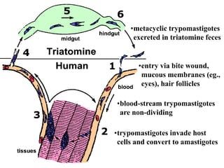 759735.ppt Trypanosoma presentation American | PPT
