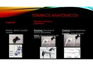 Anatomia topografica _compressed | PDF