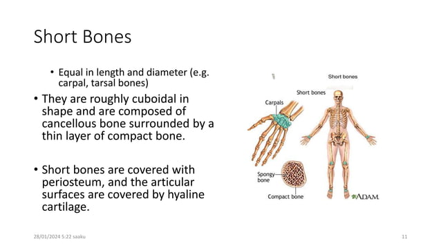 76. General Anatomy of Bone.pptx........ | PPT