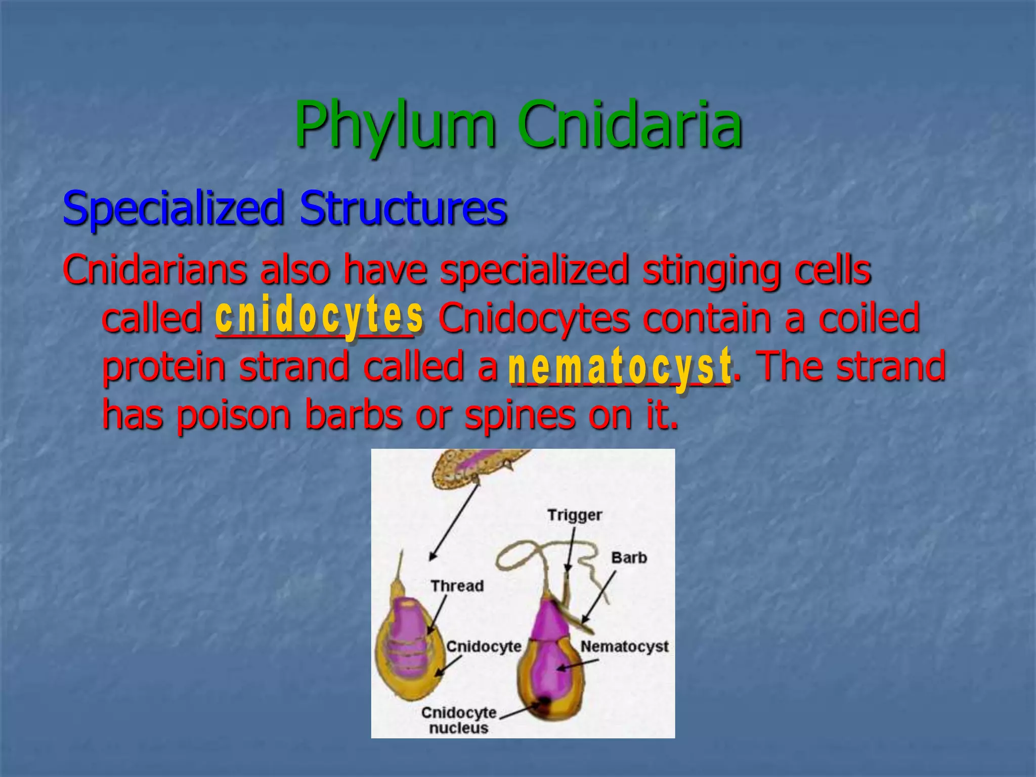 Phylum cnidaria .ppt