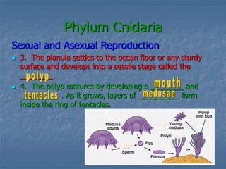 Phylum cnidaria .ppt
