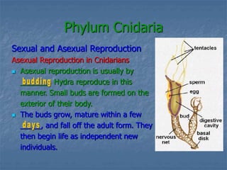 Phylum cnidaria .ppt