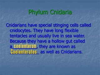 Phylum cnidaria .ppt