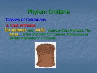 Phylum cnidaria .ppt