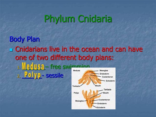 Phylum cnidaria .ppt