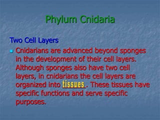 Phylum cnidaria .ppt