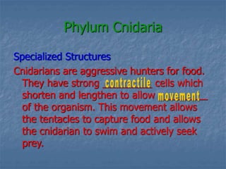 Phylum cnidaria .ppt