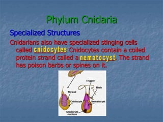 Phylum cnidaria .ppt