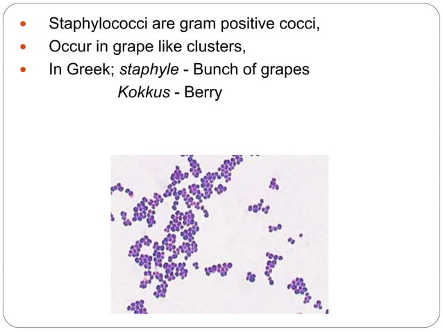760_Staphylococcus_ppt_UG_lecture.ppt