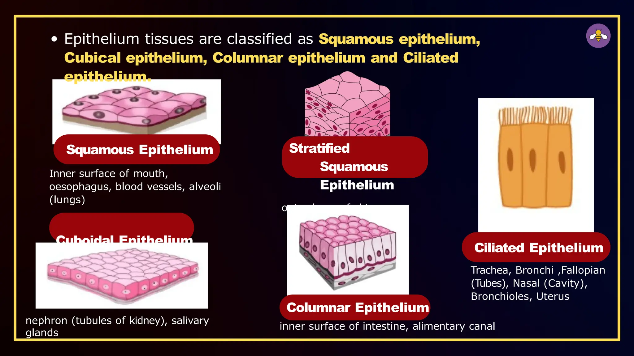 761161282-Class-9th-TISSUES-Prashant-Kirad.pptx