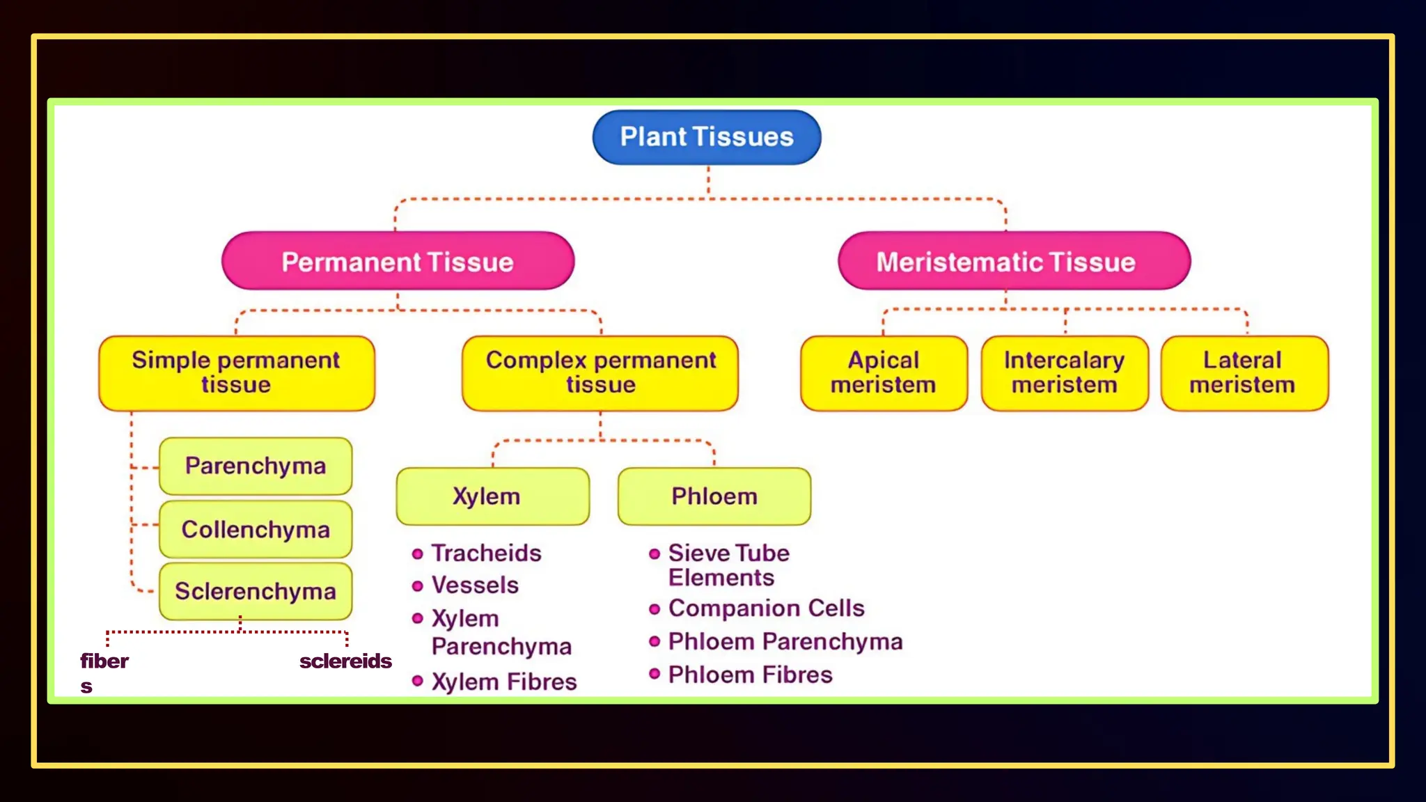 761161282-Class-9th-TISSUES-Prashant-Kirad.pptx