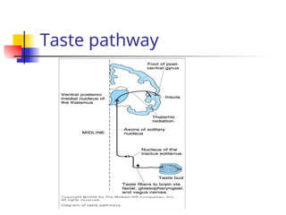 764912993-13-Physiology-of-Taste-and-Smell.ppt