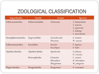 Trematodes flukes faltworms platyhelminthes.ppt