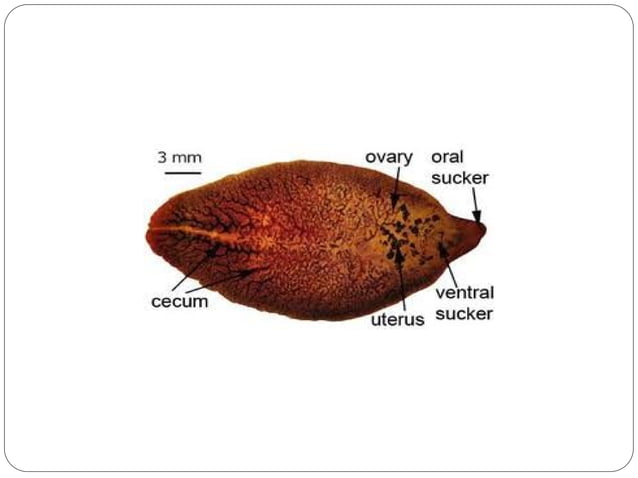 Trematodes flukes faltworms platyhelminthes.ppt