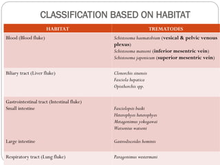 Trematodes flukes faltworms platyhelminthes.ppt