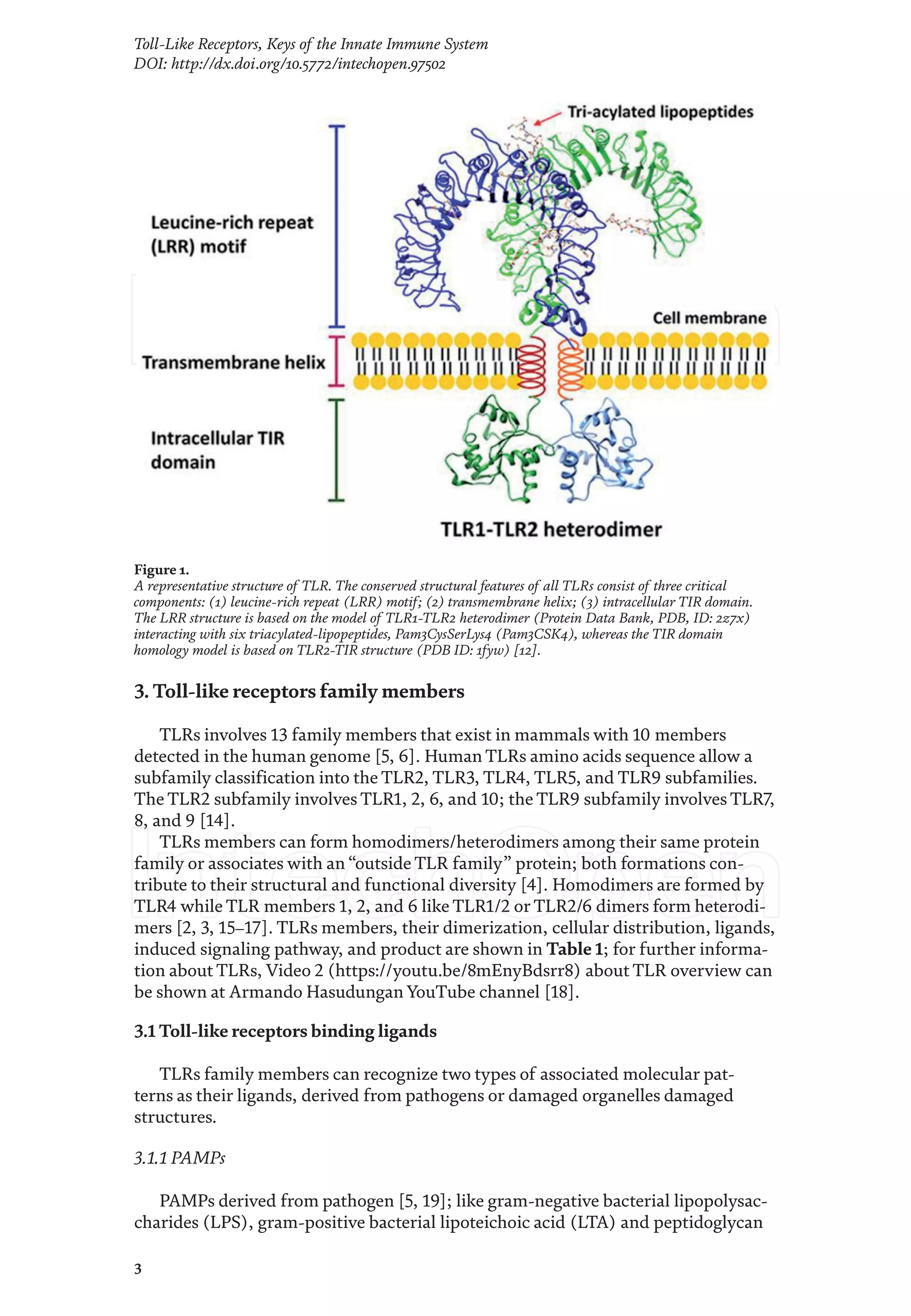 Toll-Like Receptors, Keys of the Innate Immune System | PDF
