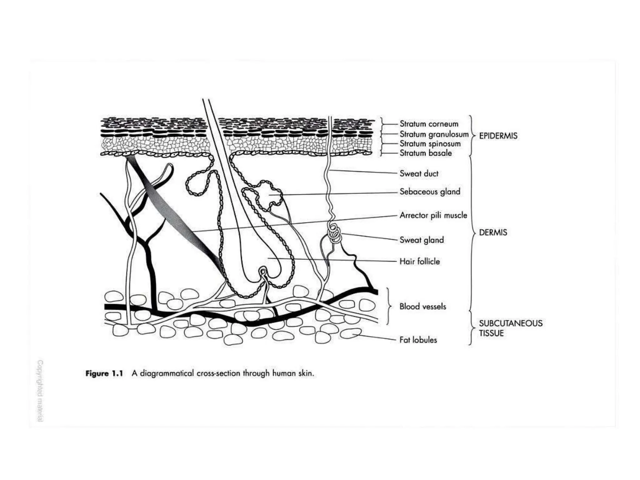 percutaneous absorption 4355447679450.ppt