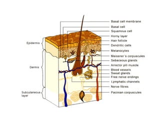 percutaneous absorption 4355447679450.ppt