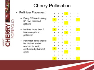 Cherry Pollination FINAL | PPTX | Beekeeping | Hobbies & Interests