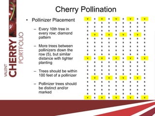 Cherry Pollination FINAL | PPTX