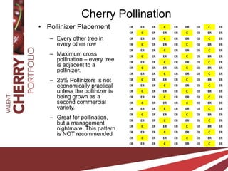 Cherry Pollination FINAL | PPTX | Beekeeping | Hobbies & Interests