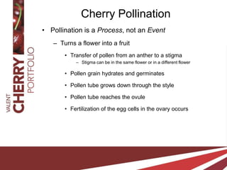 Cherry Pollination FINAL | PPTX | Beekeeping | Hobbies & Interests