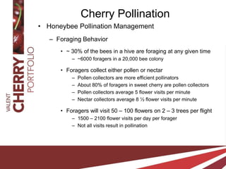 Cherry Pollination FINAL | PPTX