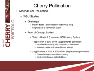 Cherry Pollination FINAL | PPTX | Beekeeping | Hobbies & Interests
