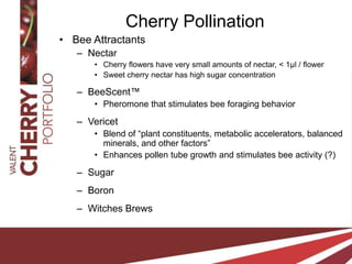 Cherry Pollination FINAL | PPTX | Beekeeping | Hobbies & Interests