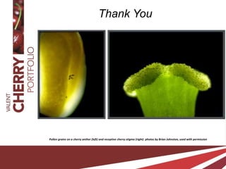 Cherry Pollination FINAL | PPTX