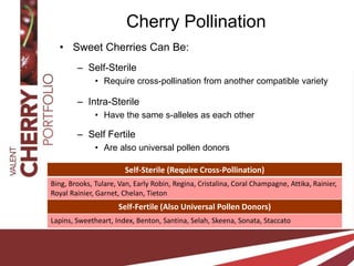 Cherry Pollination FINAL | PPTX