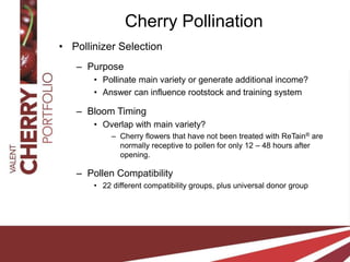 Cherry Pollination FINAL | PPTX