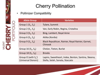 Cherry Pollination FINAL | PPTX