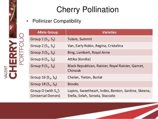 cherry tree pollination chart Pollination chart