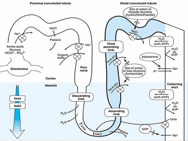 77. tubulointerstitial disease of kidney