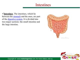 MAJOR ORGANS IN THE BODY | PPT