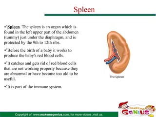 MAJOR ORGANS IN THE BODY | PPT