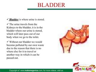 MAJOR ORGANS IN THE BODY | PPT
