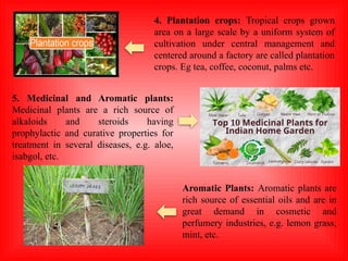 771503454-Lecture-1-HORT-111-Horticulture-Definition-and-Branches-Importance-and-Scope.pptx
