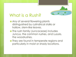 Rush Presentation | PPTX