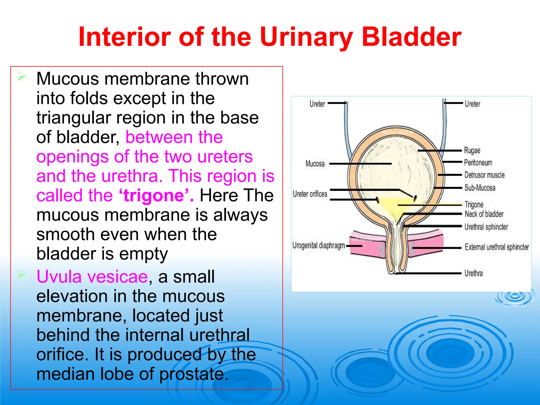 773684756-Lecture-2-Anatomy-of-Ureter-Urinary-Bladder-Urethra copy.pptx