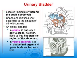 773684756-Lecture-2-Anatomy-of-Ureter-Urinary-Bladder-Urethra copy.pptx