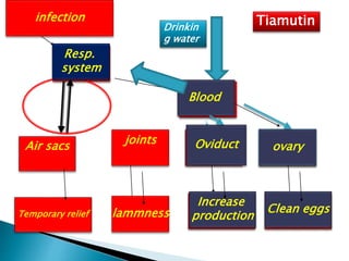 Study of Anti mycoplasmosis ,Drugs | PPT