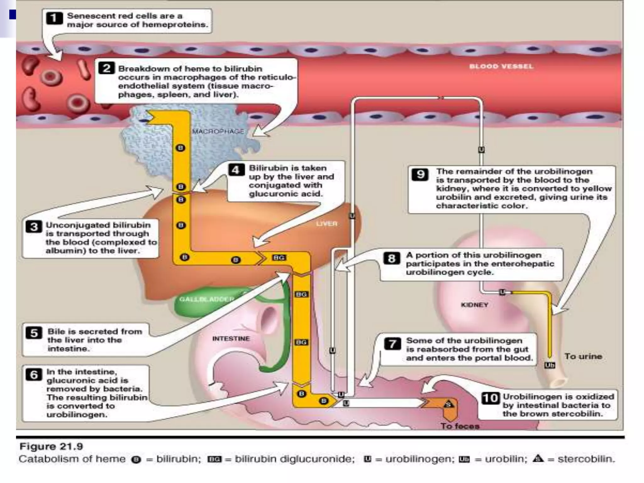 Heme degradation and jaundice.ppt