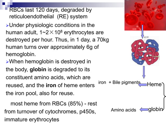 Heme degradation and jaundice.ppt | Blood Disorders | Diseases and ...
