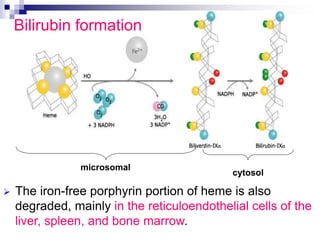 Heme degradation and jaundice.ppt