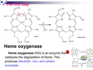 Heme degradation and jaundice.ppt